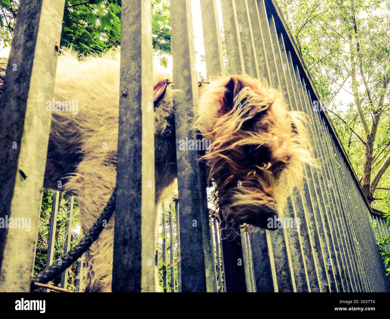 Head stuck railings hi-res stock photography and images - Alamy