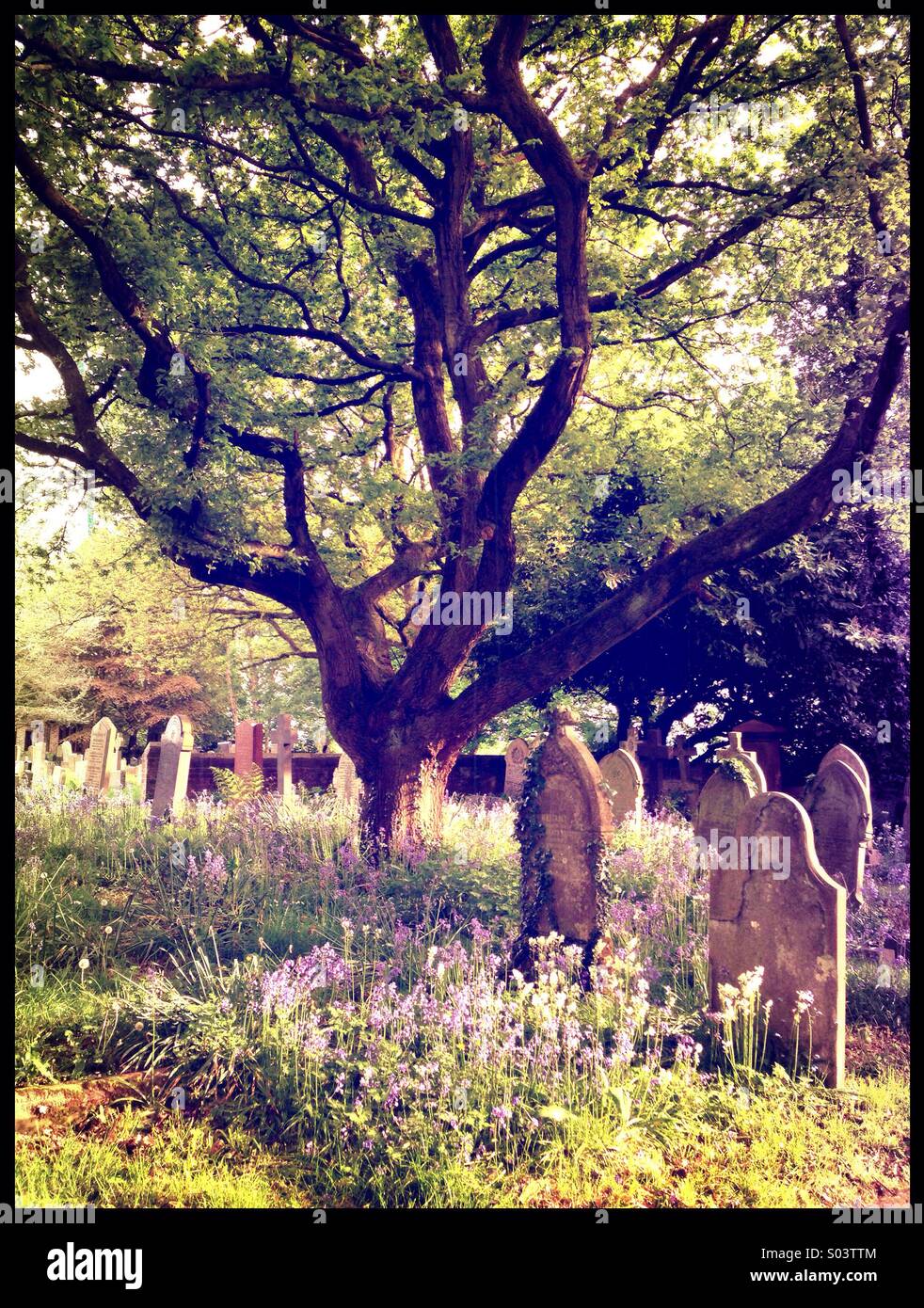 Tree Graveyard High Resolution Stock Photography and Images - Alamy