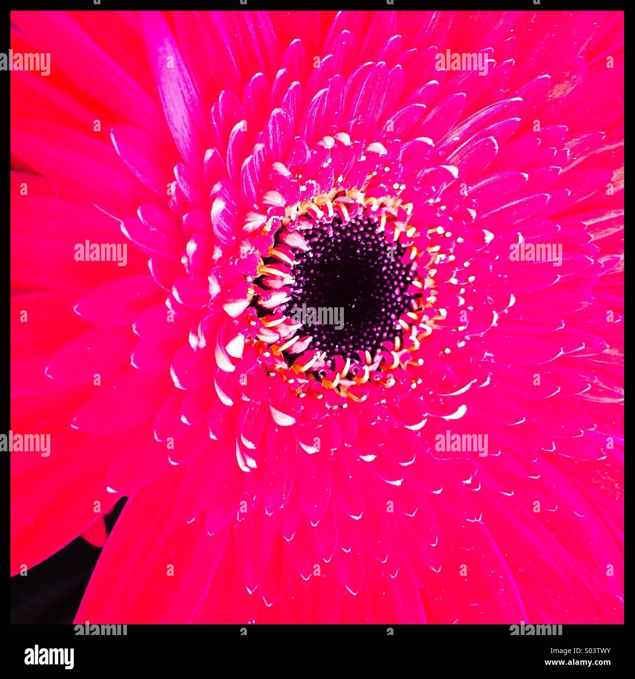 Centre flower hi-res stock photography and images - Alamy