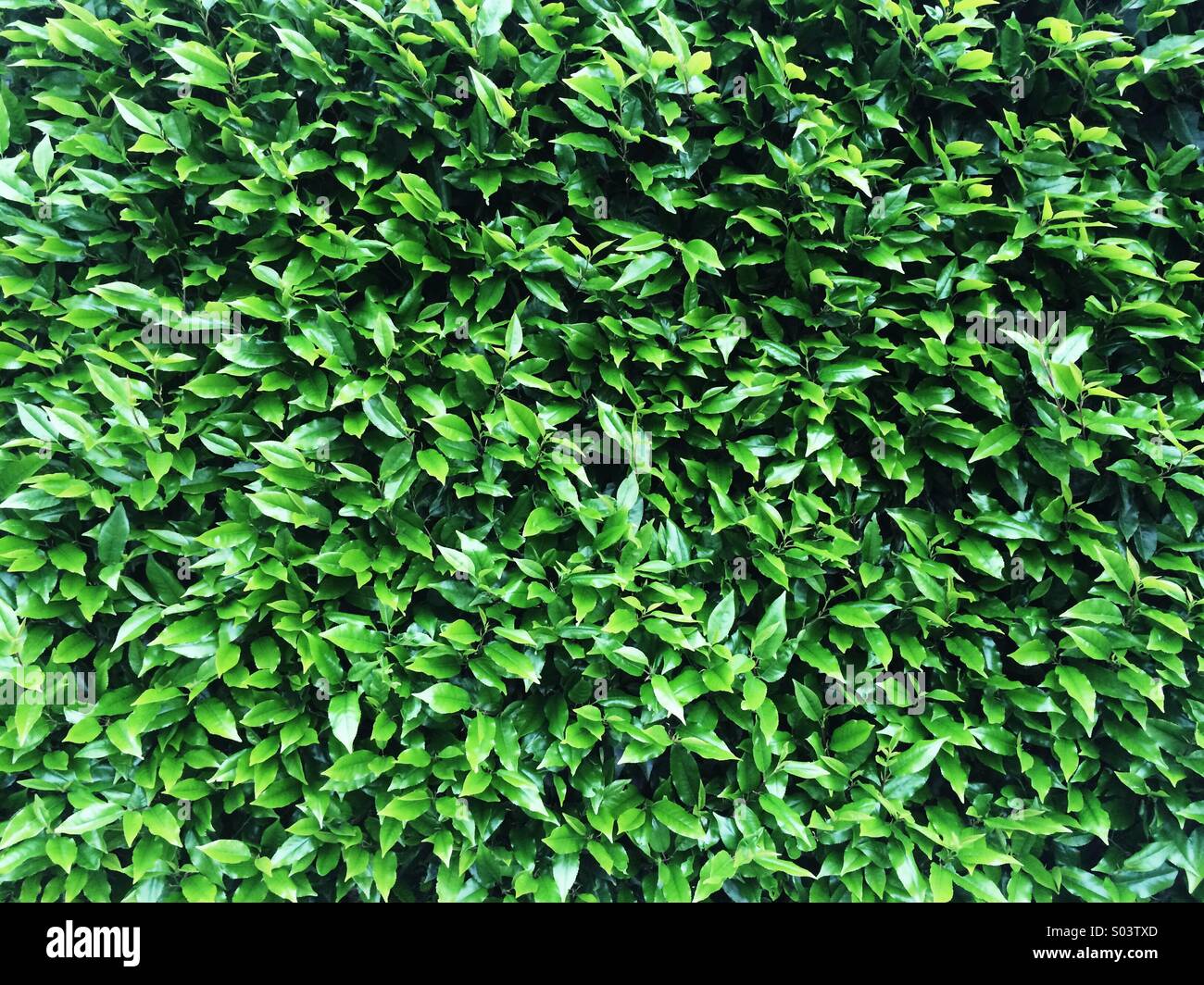 Hedge texture hi-res stock photography and images - Alamy