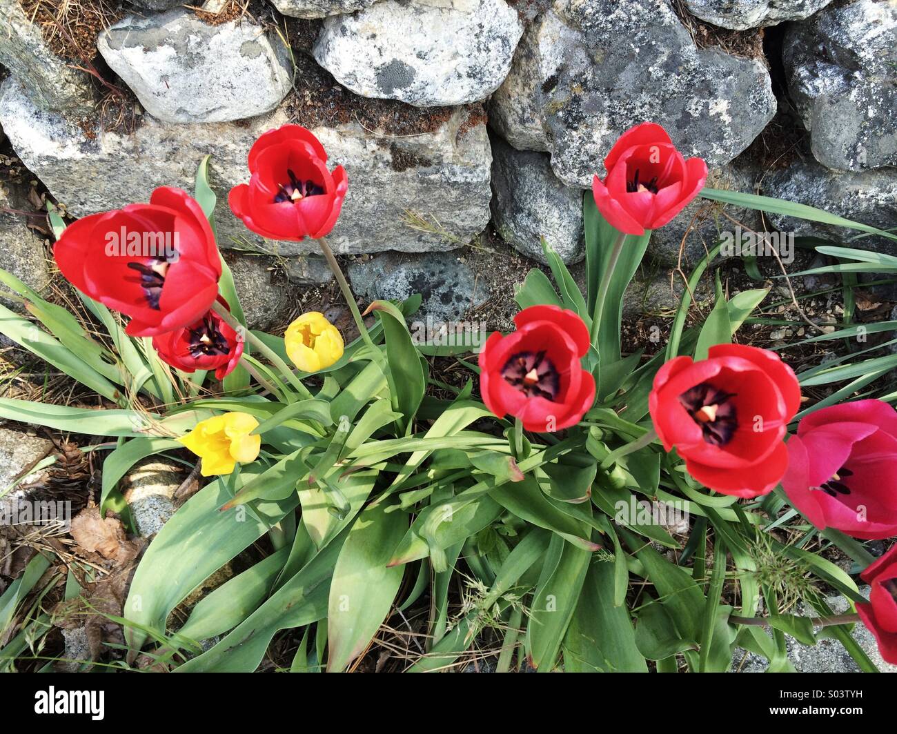 Tulip wall hi-res stock photography and images - Alamy