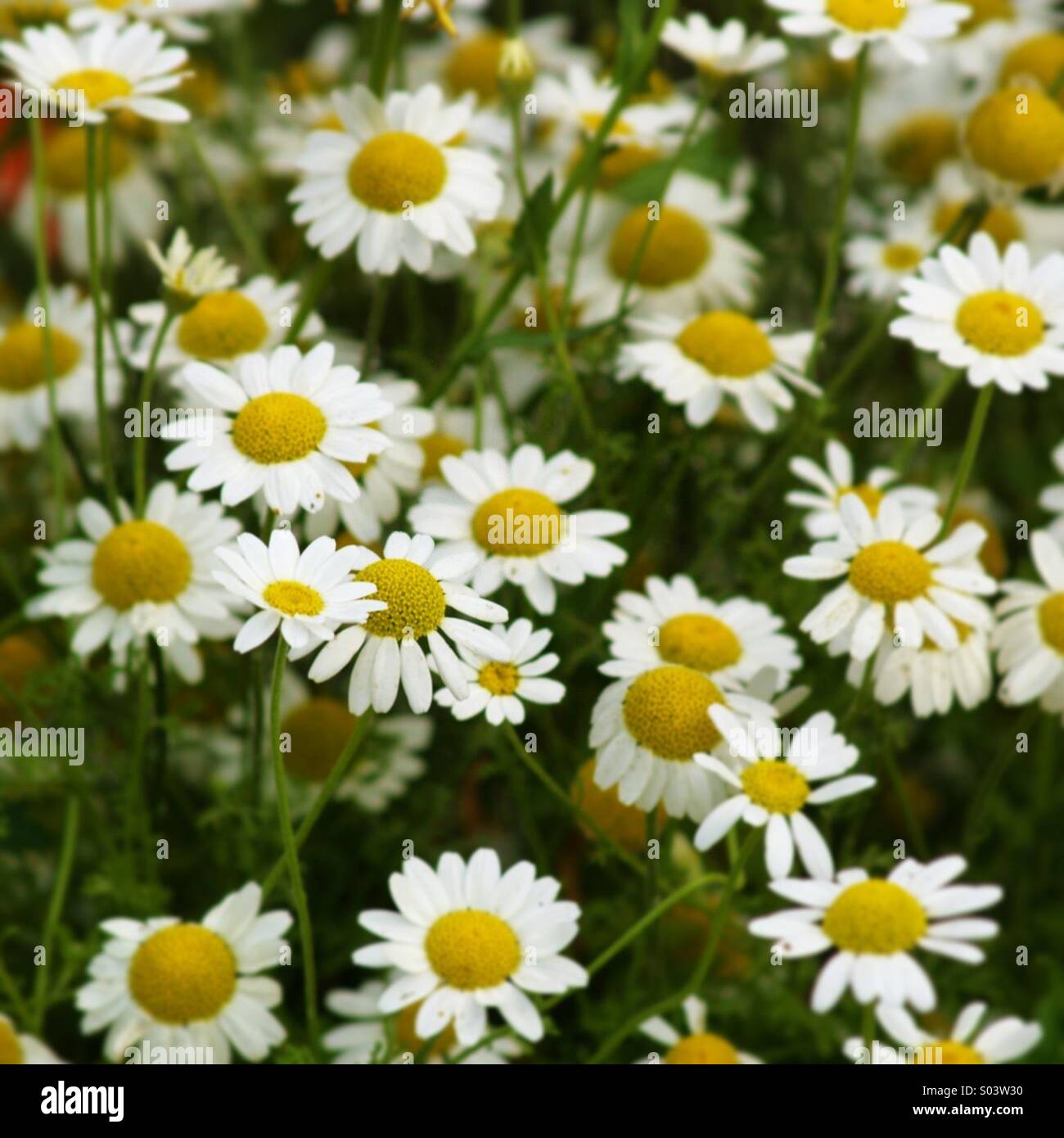 Field daisy collection Stock Photo - Alamy
