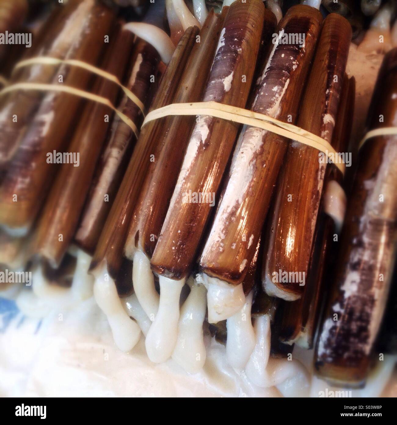 Razor clams hi-res stock photography and images - Alamy