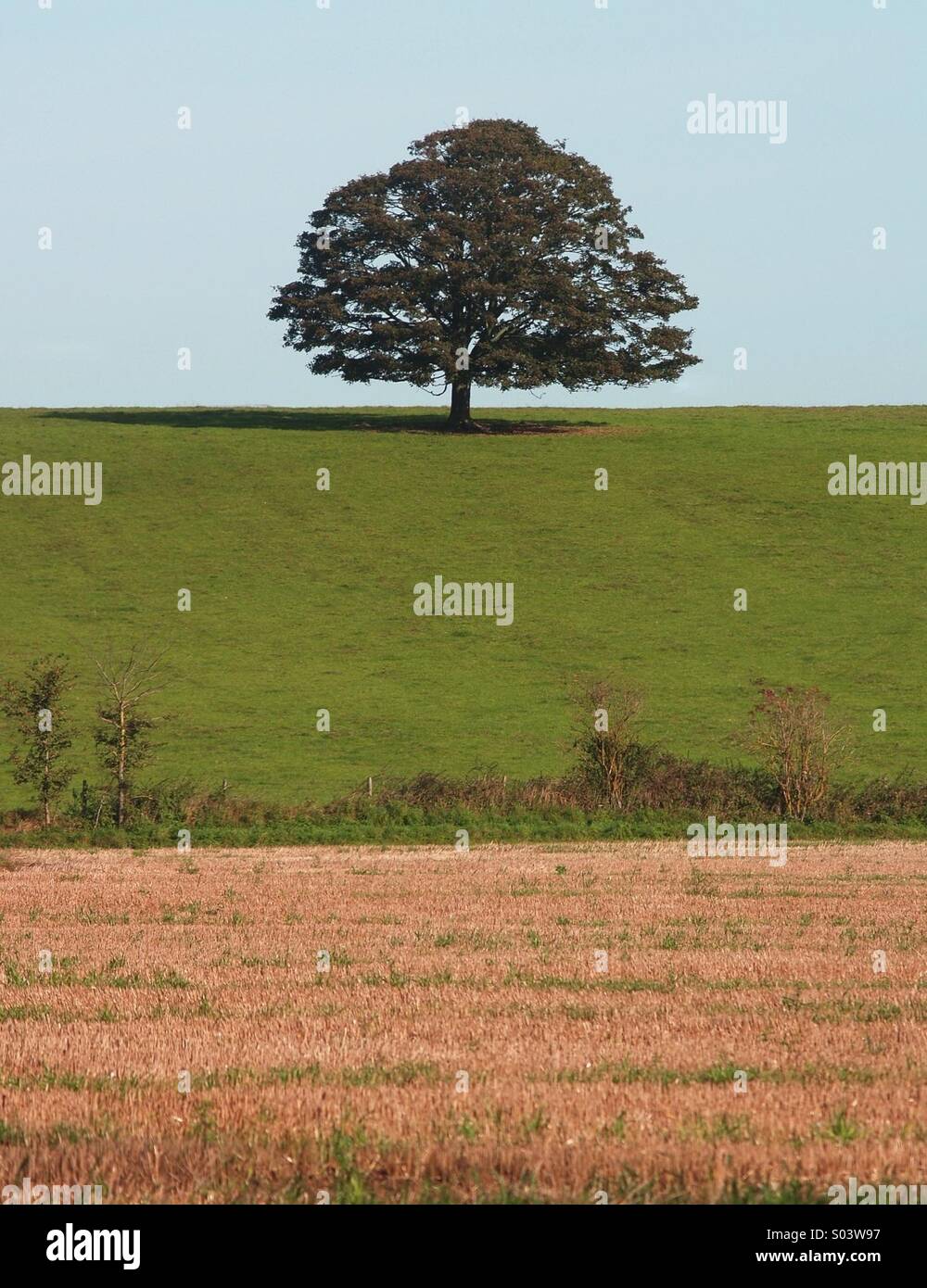 Single tree in farming landscape Stock Photo - Alamy