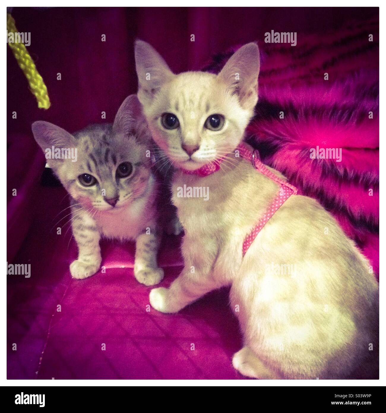 Instagram cats hi-res stock photography and images - Alamy