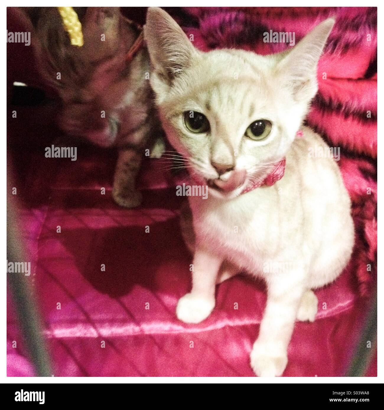 Kitten soft hi-res stock photography and images - Alamy