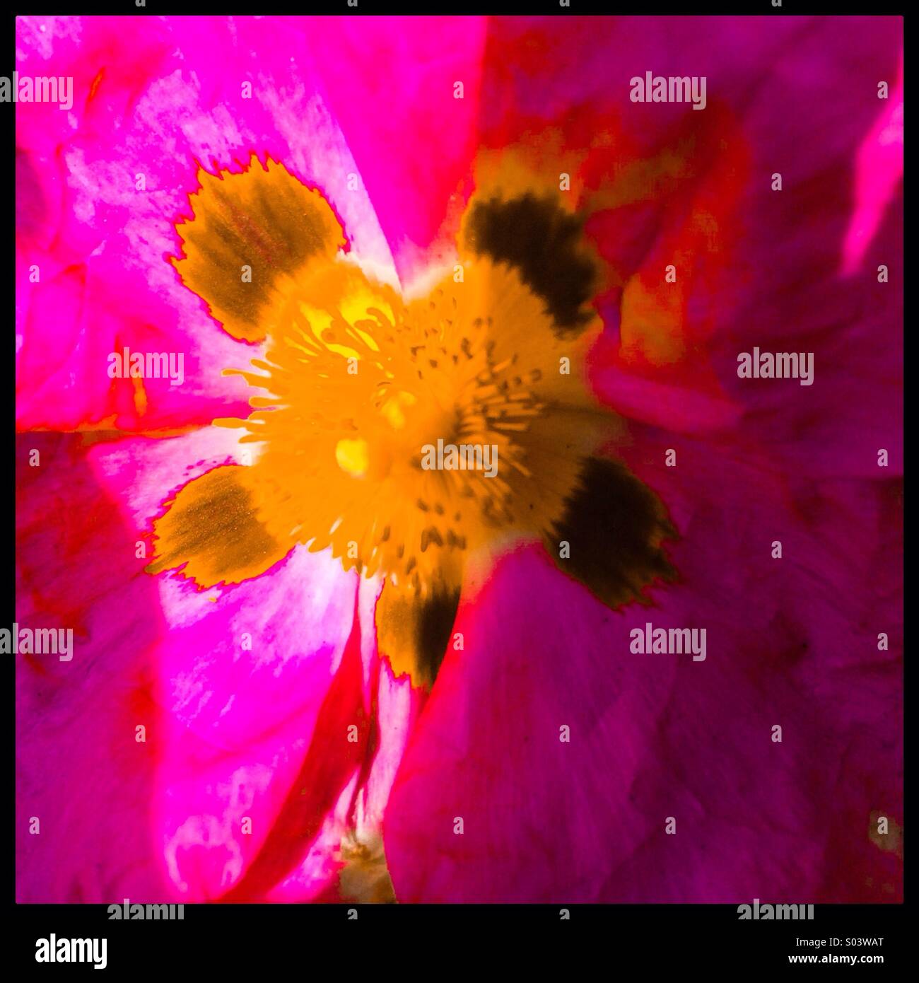 Pink centre yellow flower hi-res stock photography and images - Alamy