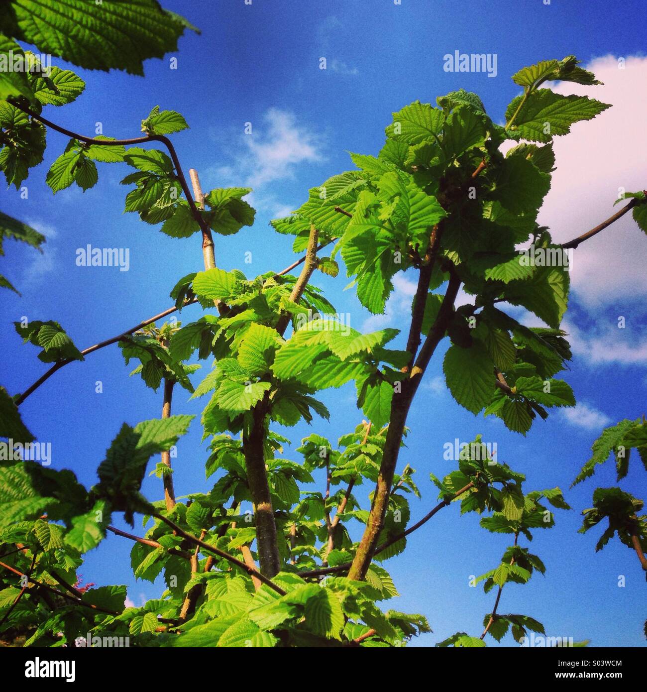 Hazel twigs hi-res stock photography and images - Alamy