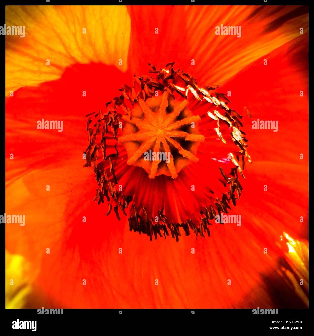 Centre yellow hi-res stock photography and images - Alamy