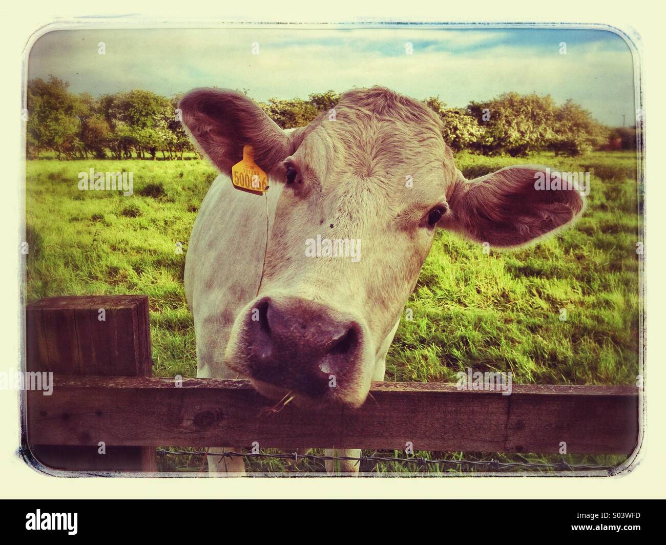 Cow Looking Over Fence High Resolution Stock Photography and Images - Alamy