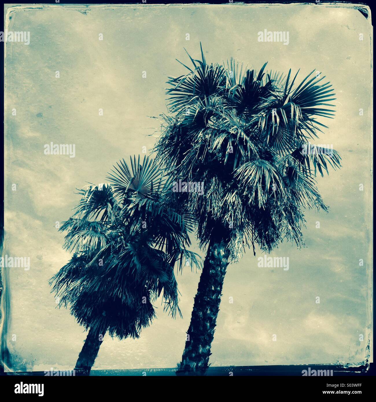 Palm trees in the Mediterranean sun Stock Photo - Alamy