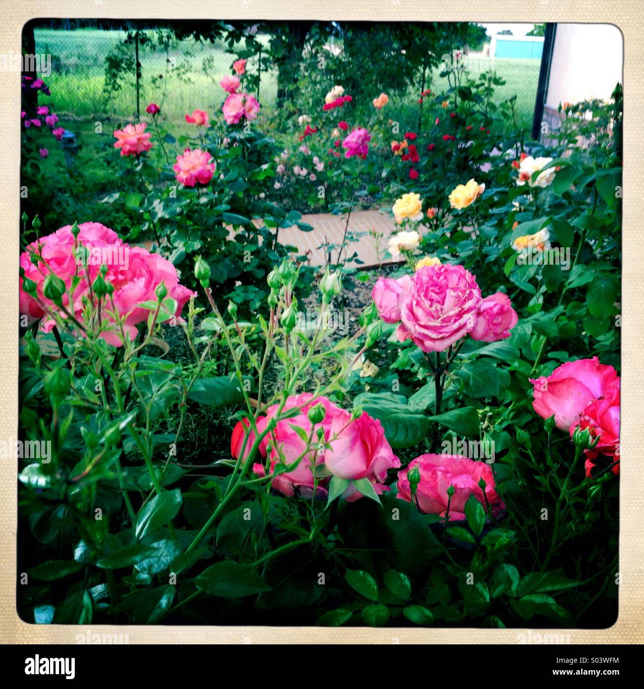 Bush of roses in a garden Stock Photo - Alamy