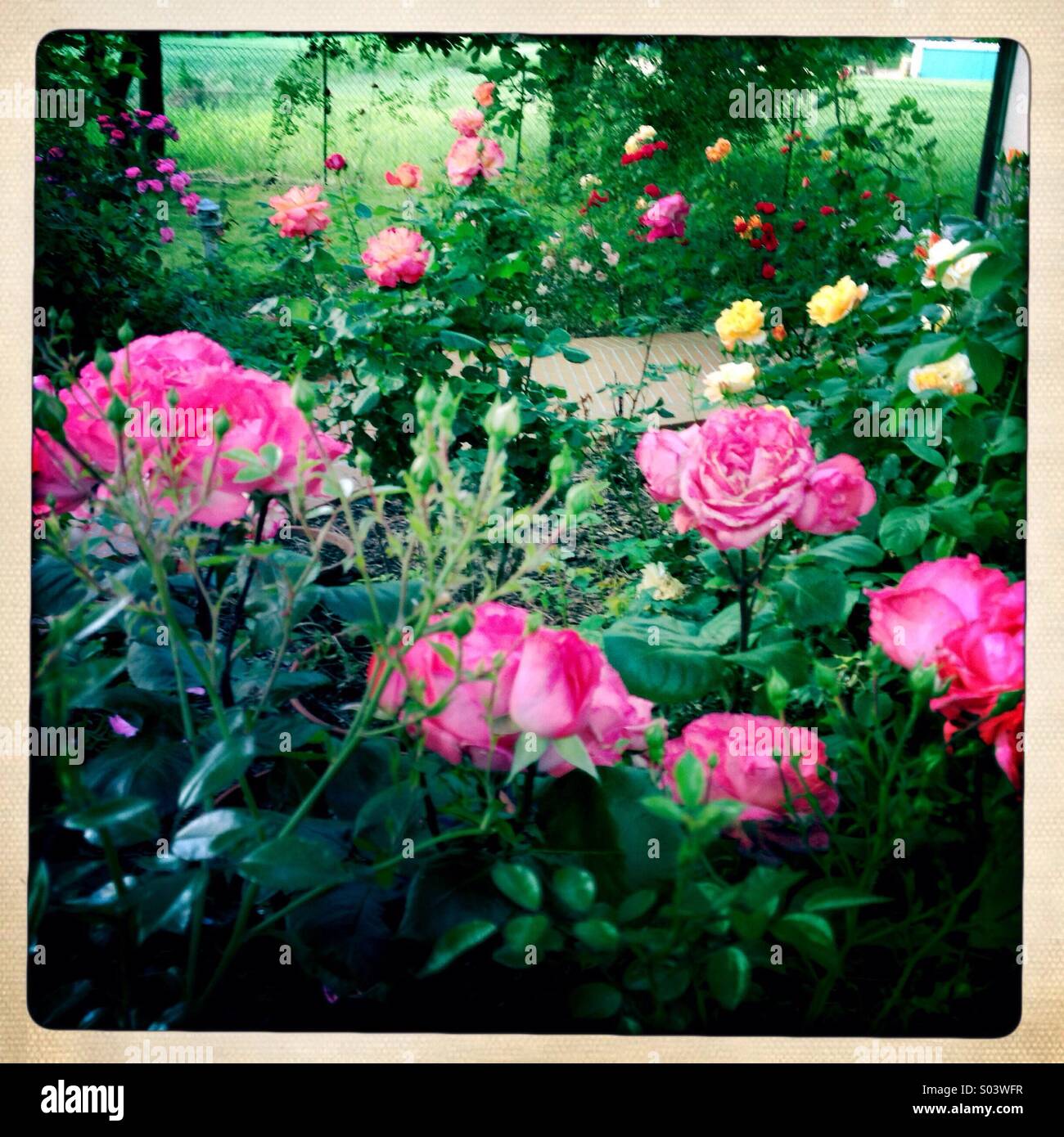 Bush roses hi-res stock photography and images - Alamy