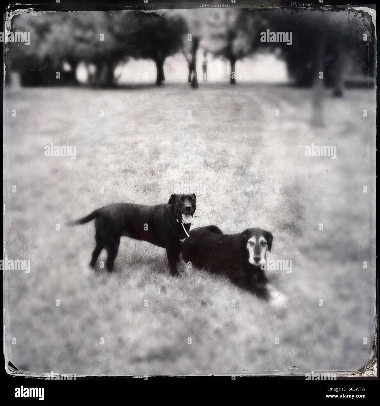 Two black dogs in a garden Stock Photo - Alamy