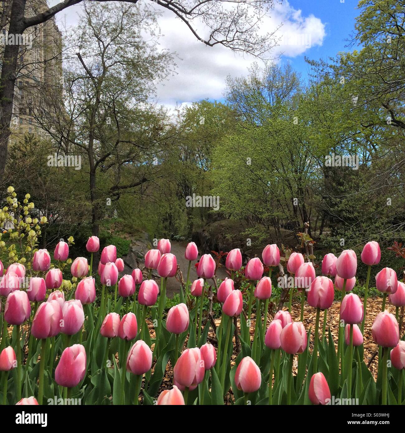 Central park strawberry fields nyc hi-res stock photography and images ...