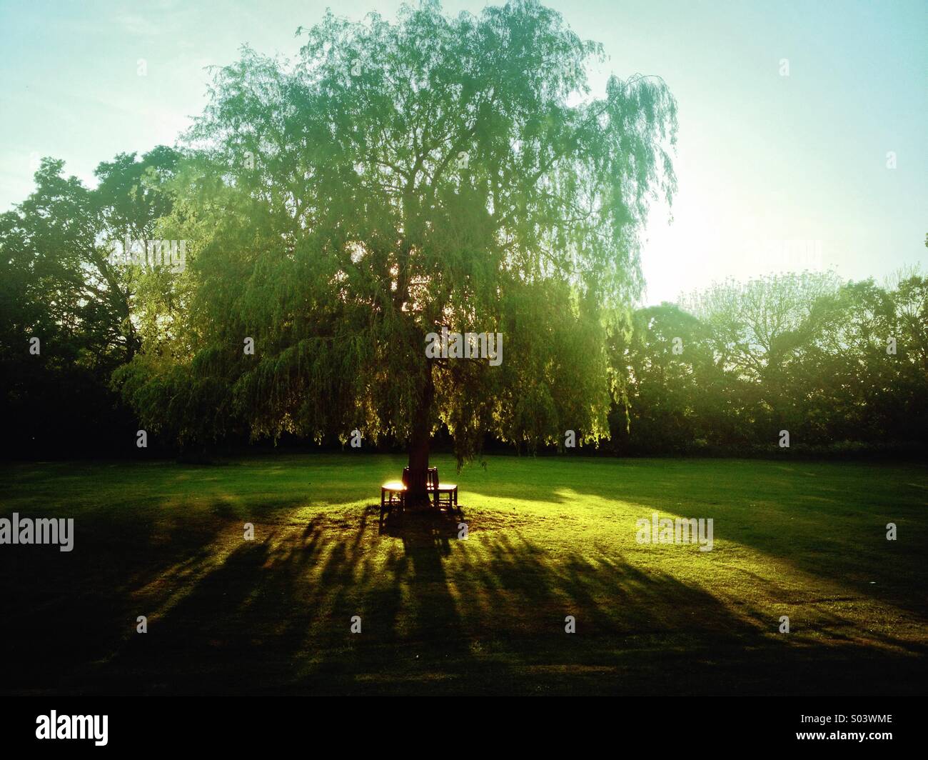 Bench around willow tree Stock Photo - Alamy