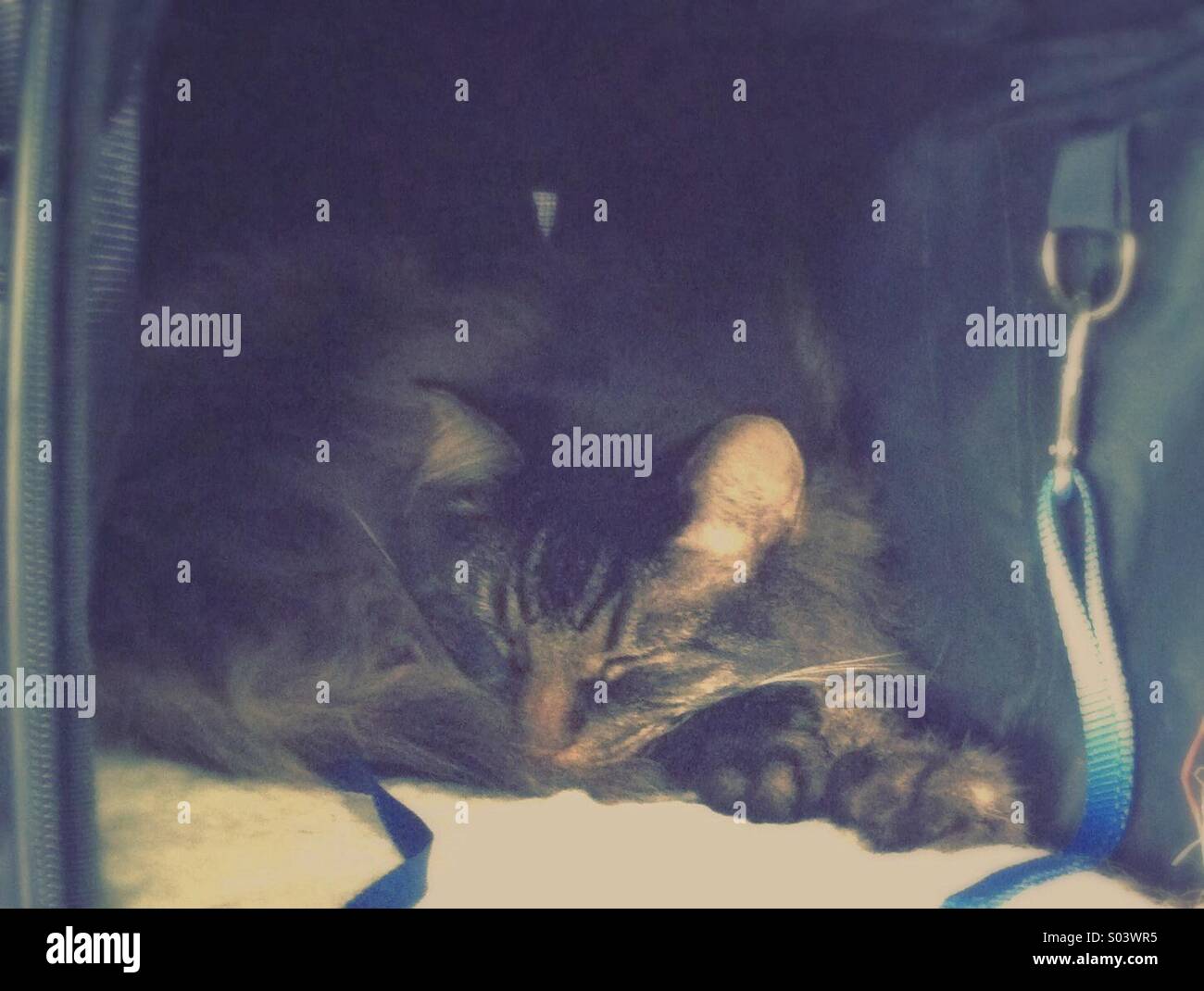 Cat Slumber High Resolution Stock Photography and Images - Alamy