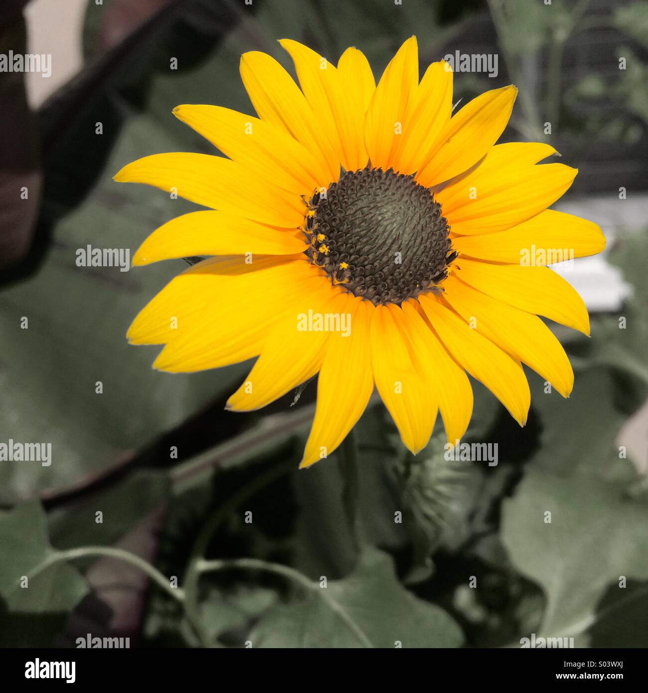 Only one sunflower hi-res stock photography and images - Alamy