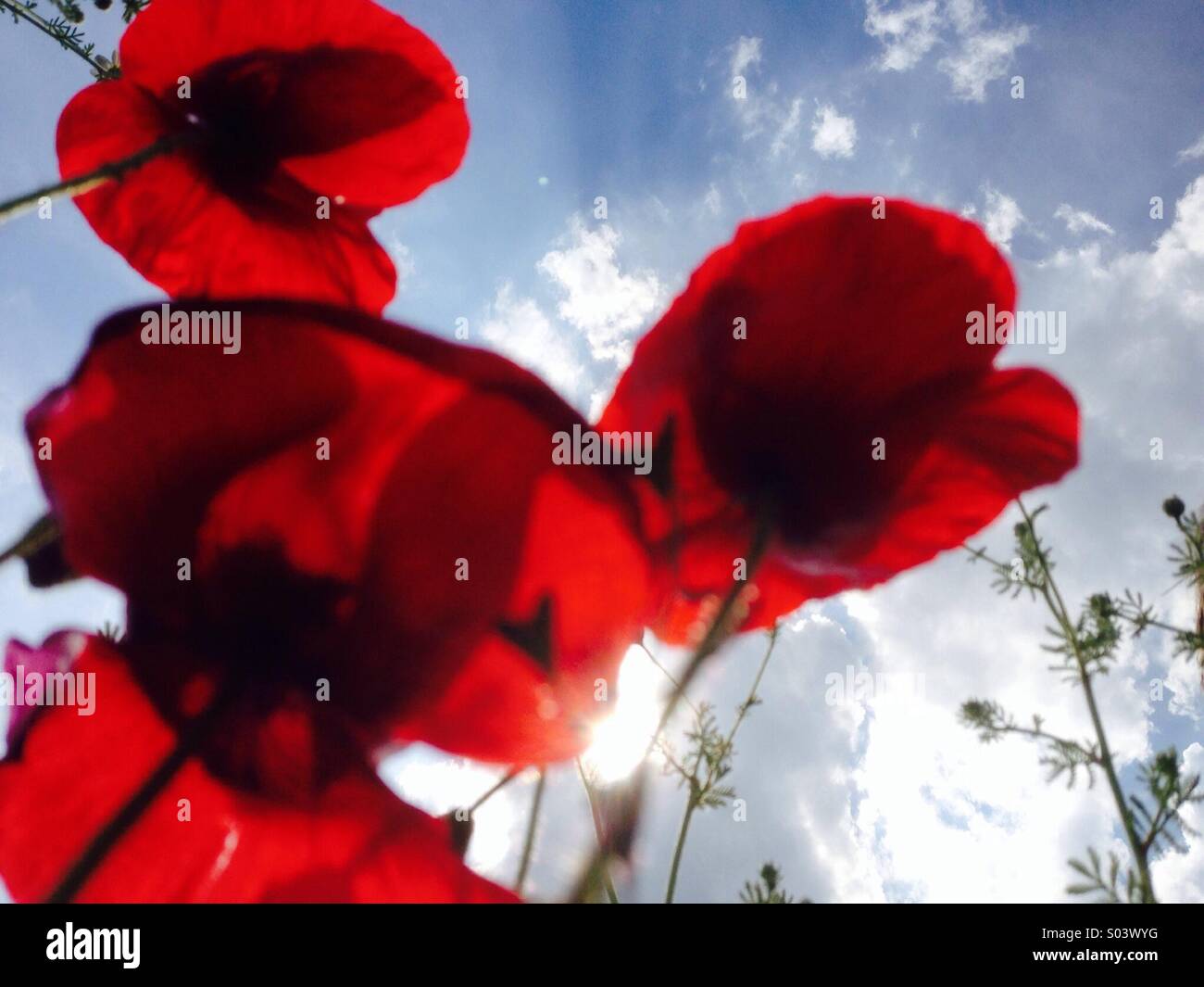 Ww2 graves poppy hi-res stock photography and images - Alamy