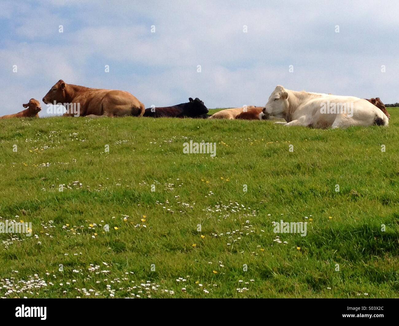 Cornish cow hi-res stock photography and images - Alamy