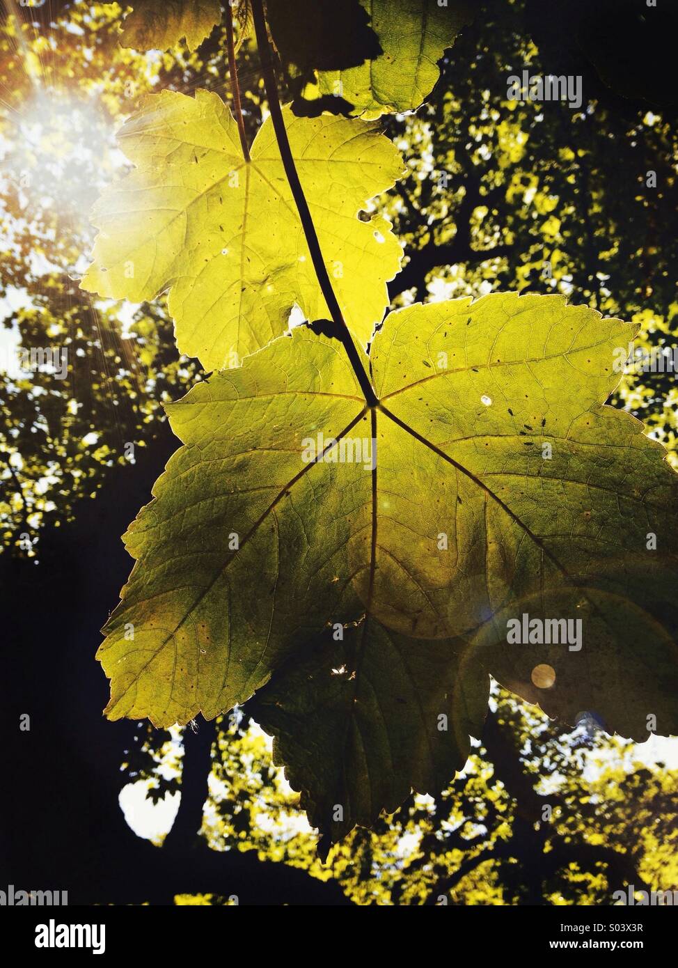 Two backlit leaves Stock Photo - Alamy