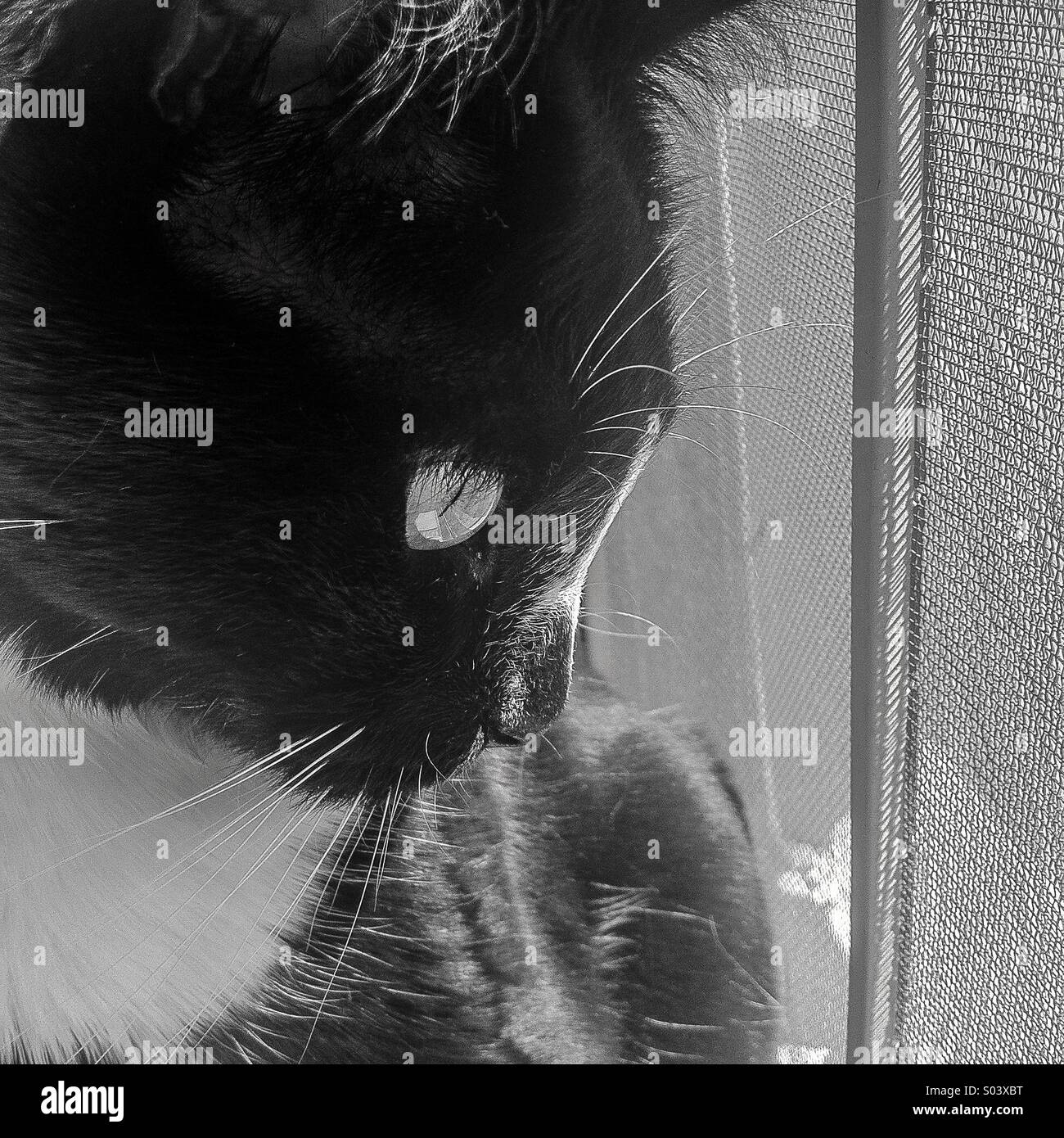 Window cats Black and White Stock Photos & Images - Alamy