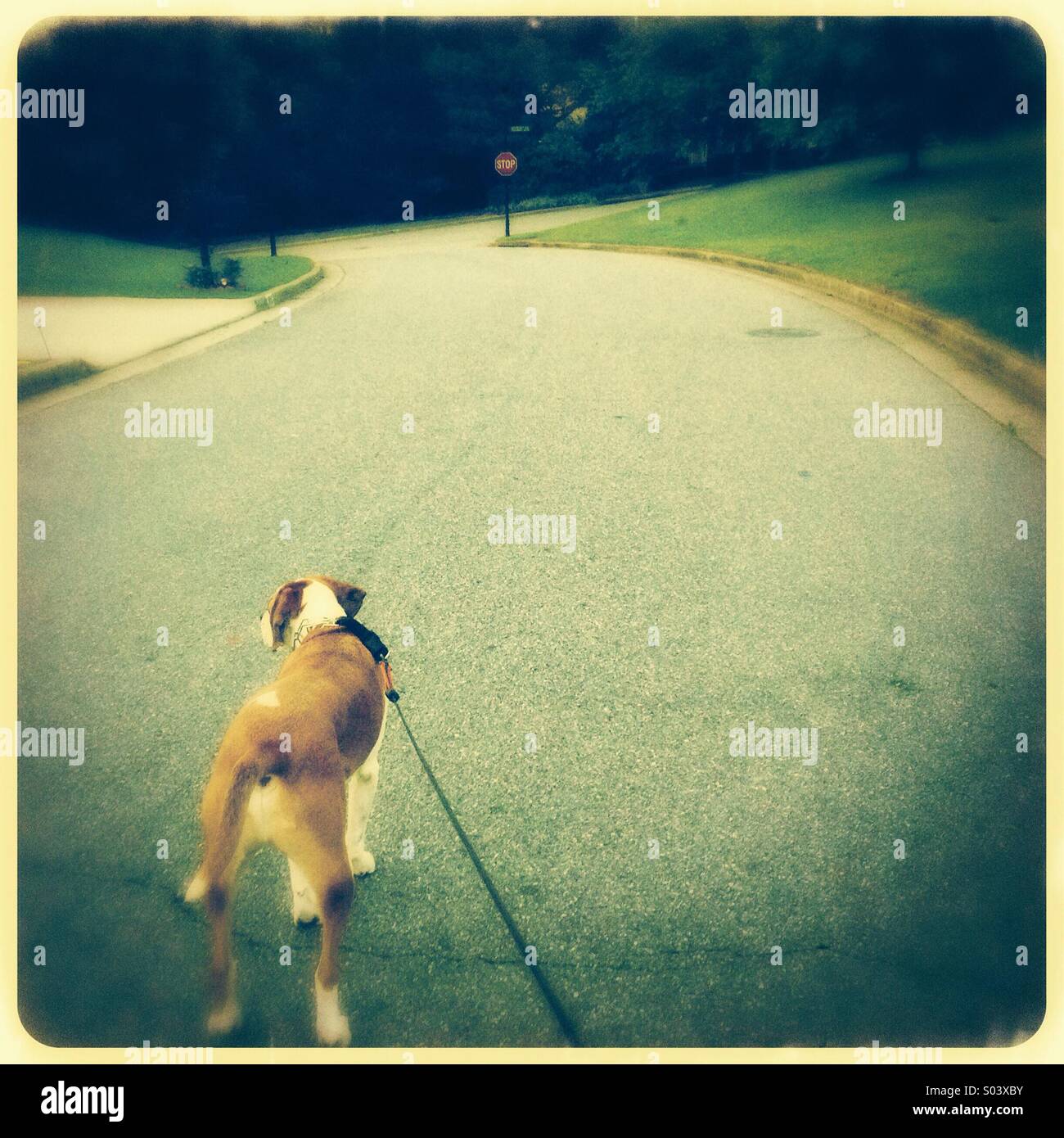 Neighborhood dog hi-res stock photography and images - Alamy