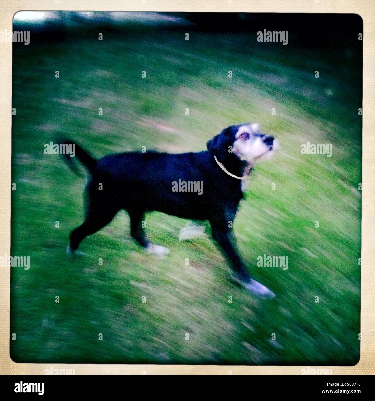 A black dog running on the grass Stock Photo - Alamy