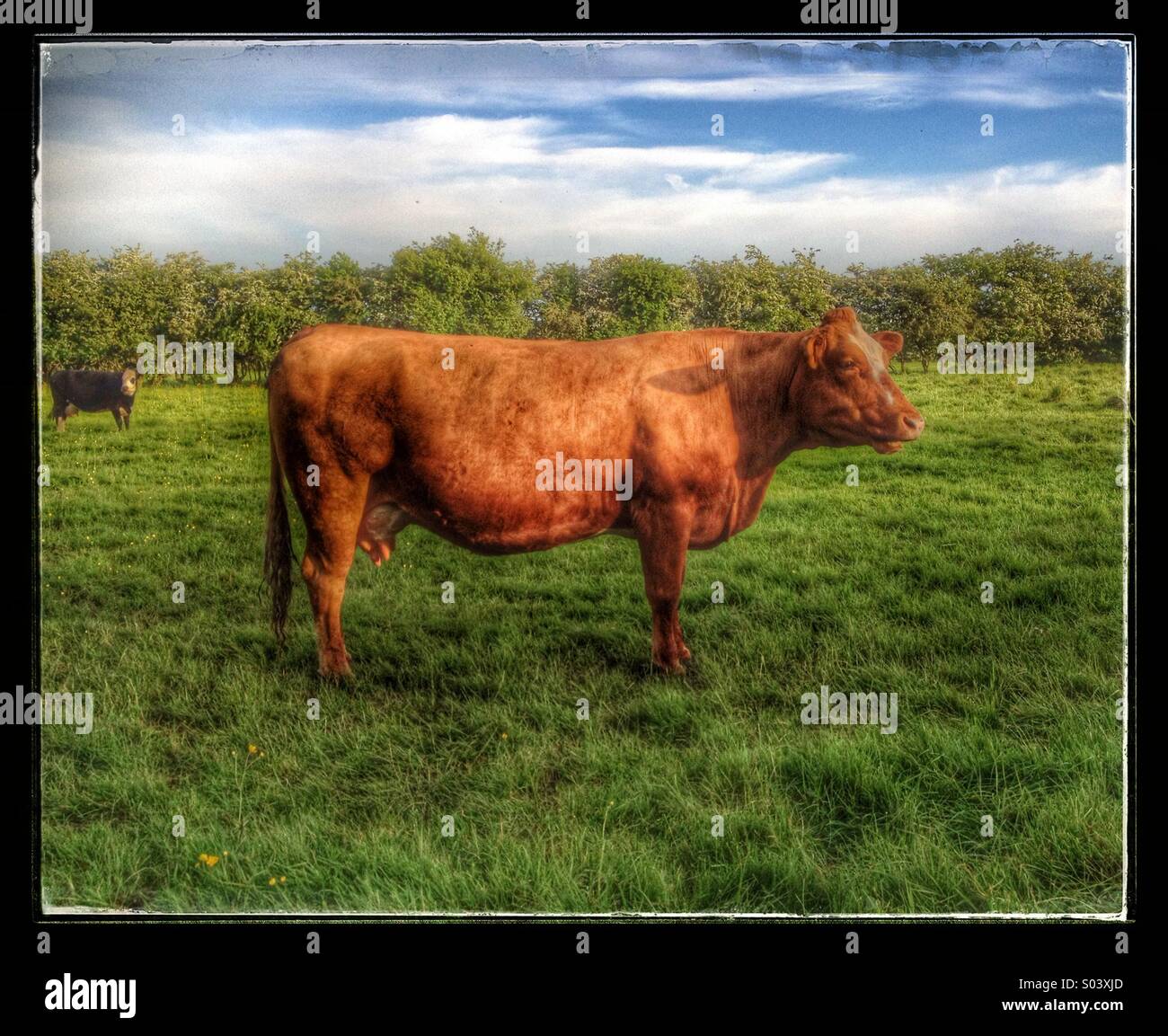 Cow in field Stock Photo - Alamy