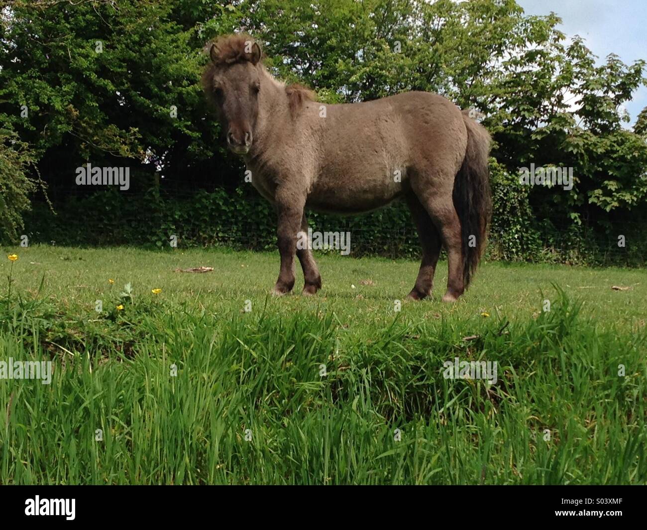 Pony small hi-res stock photography and images - Alamy