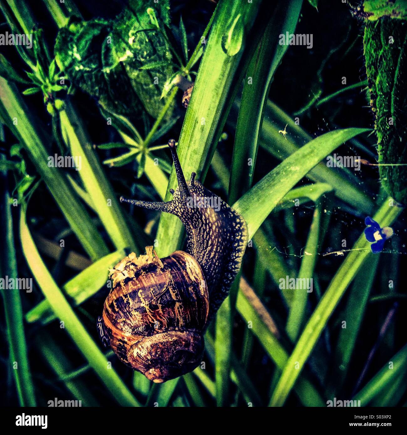 Snail moving hi-res stock photography and images - Alamy