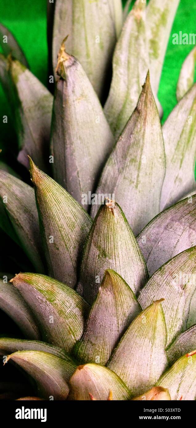 Pineapple leaves hi-res stock photography and images - Alamy