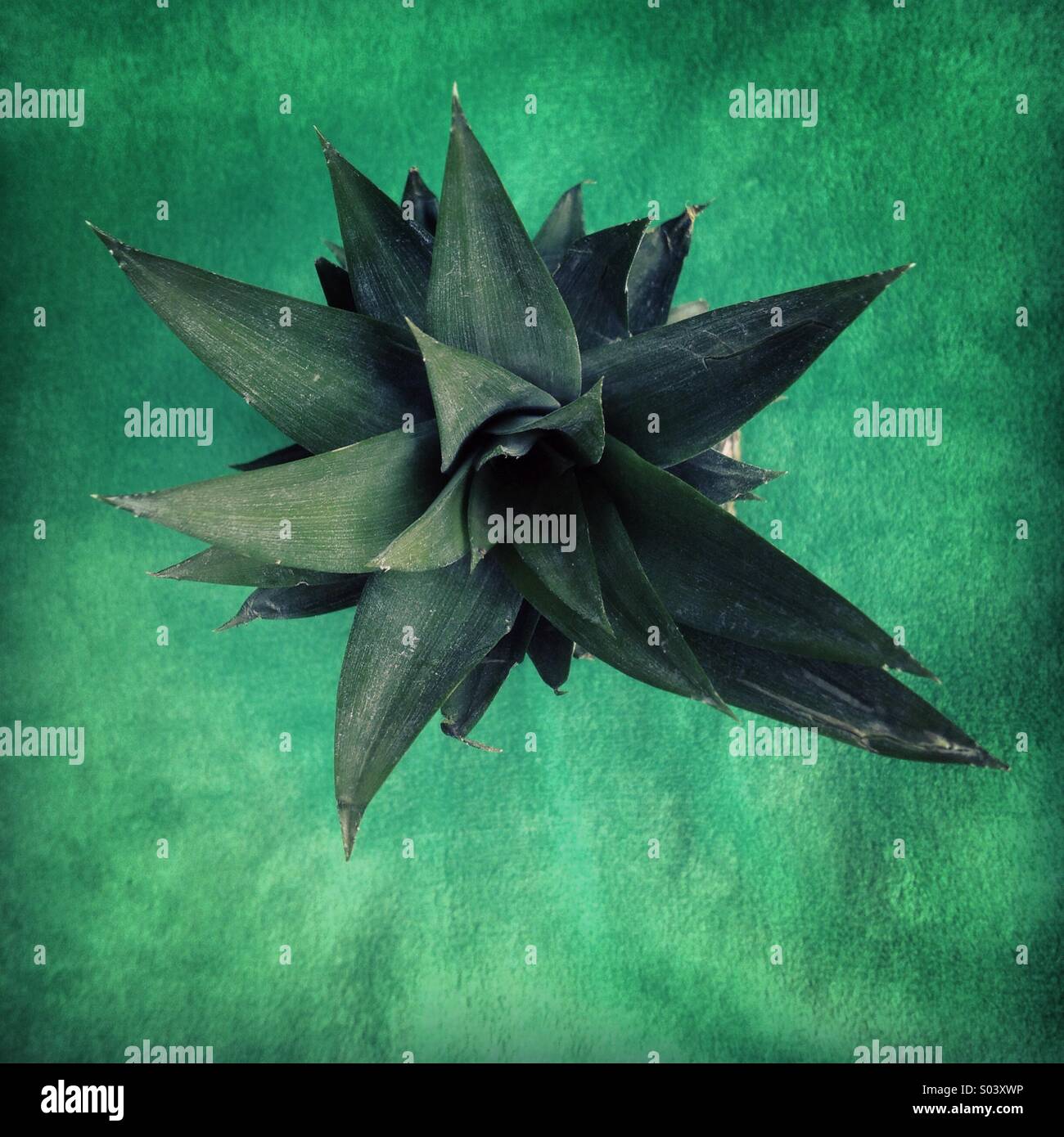 Pineapple leaves hi-res stock photography and images - Alamy