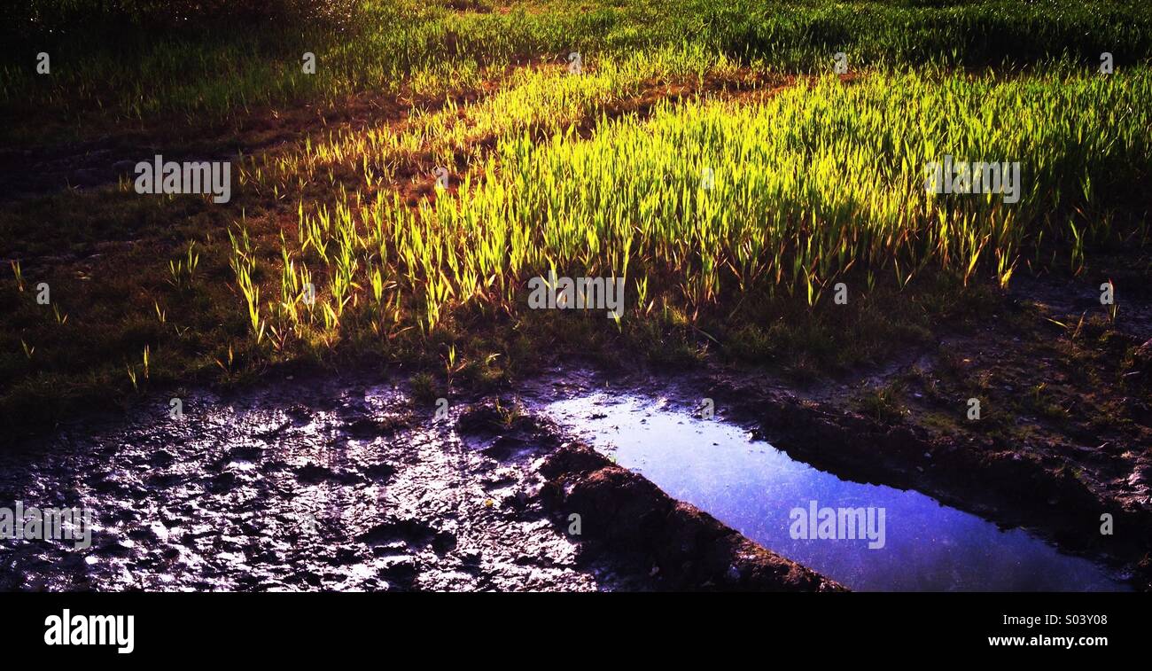 Corn field mud and puddle Stock Photo - Alamy
