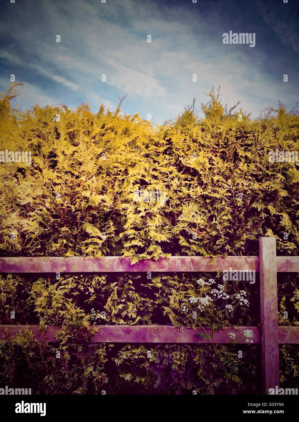 Fence and bush Stock Photo - Alamy