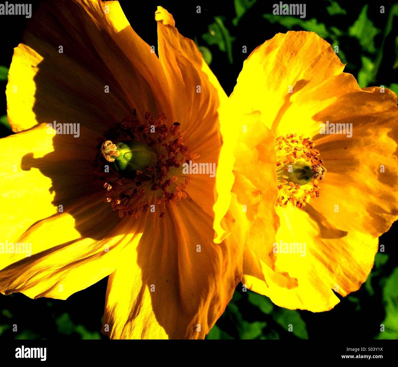 Yellow poppys hi-res stock photography and images - Alamy