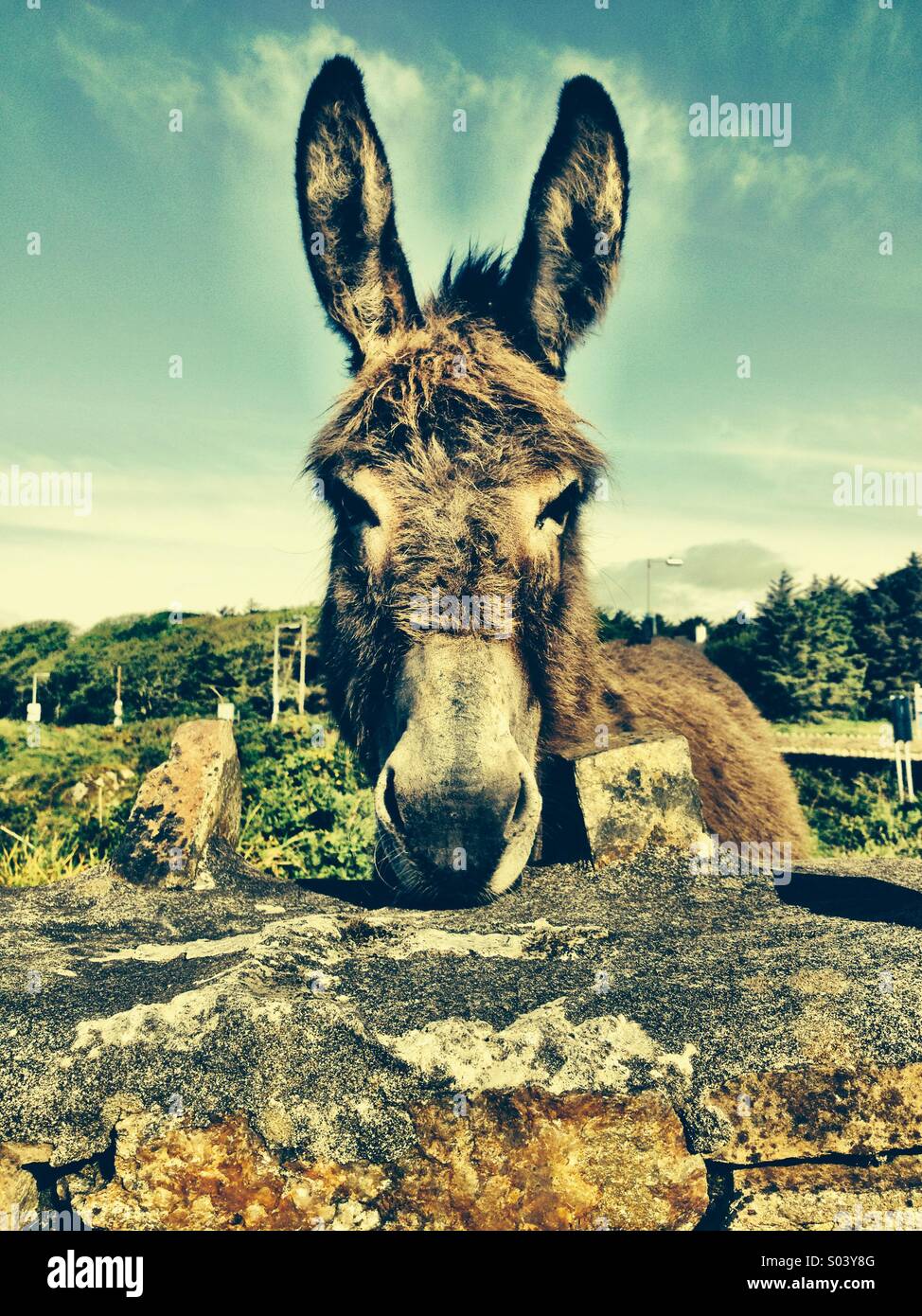 Donkey headshot hi-res stock photography and images - Alamy