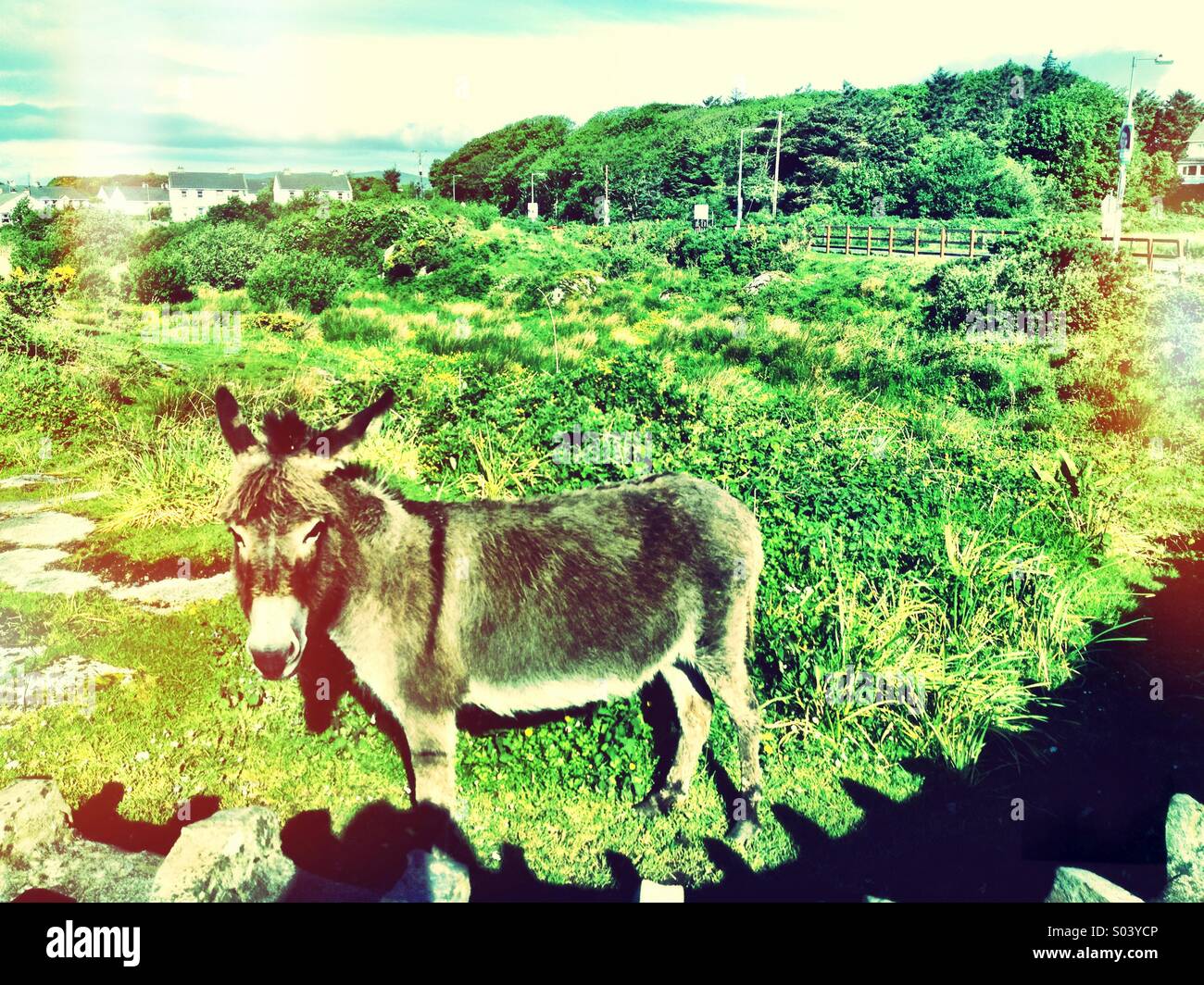 Irish donkey hi-res stock photography and images - Alamy