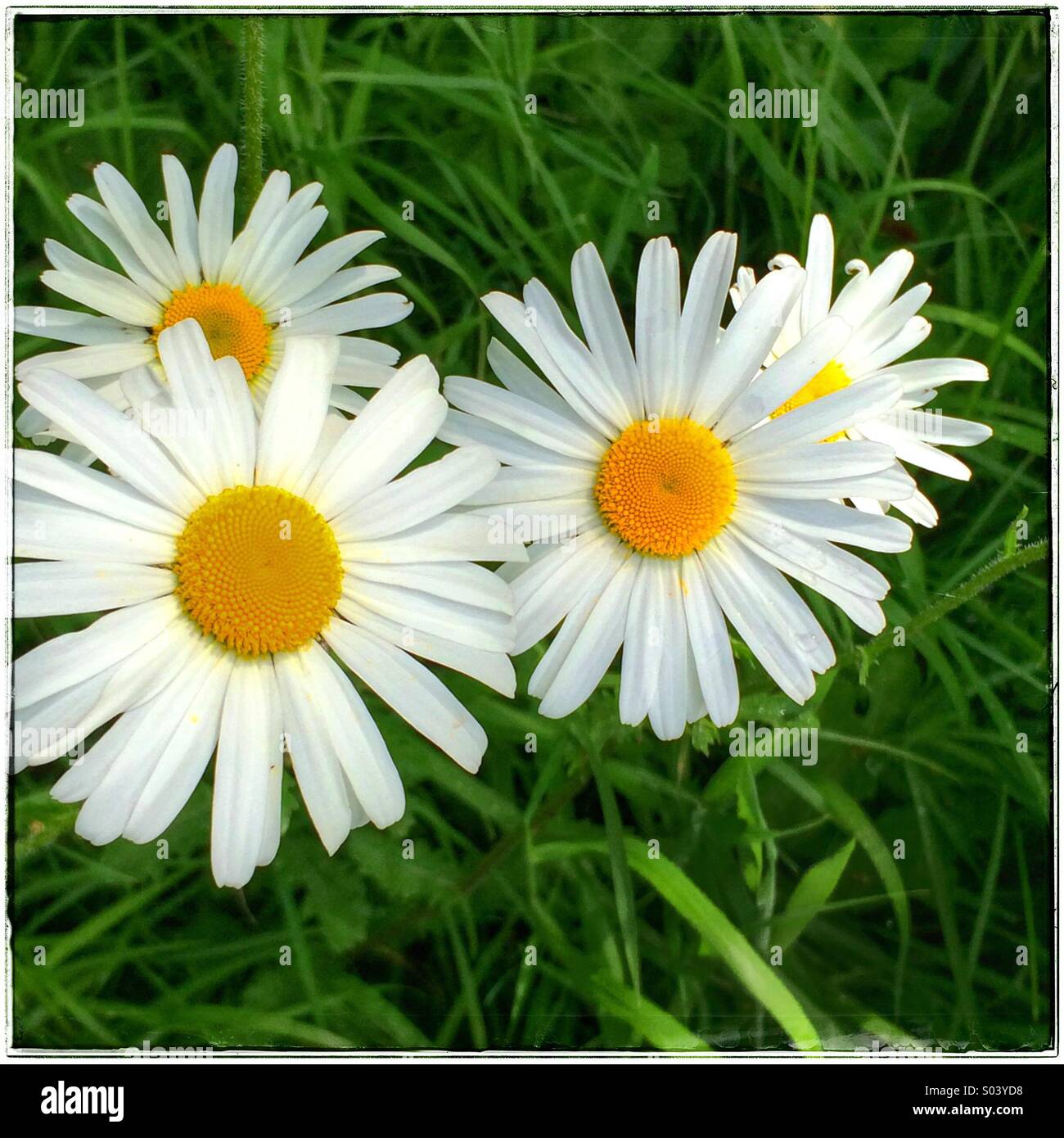 Oxe Stock Photos & Oxe Stock Images - Alamy