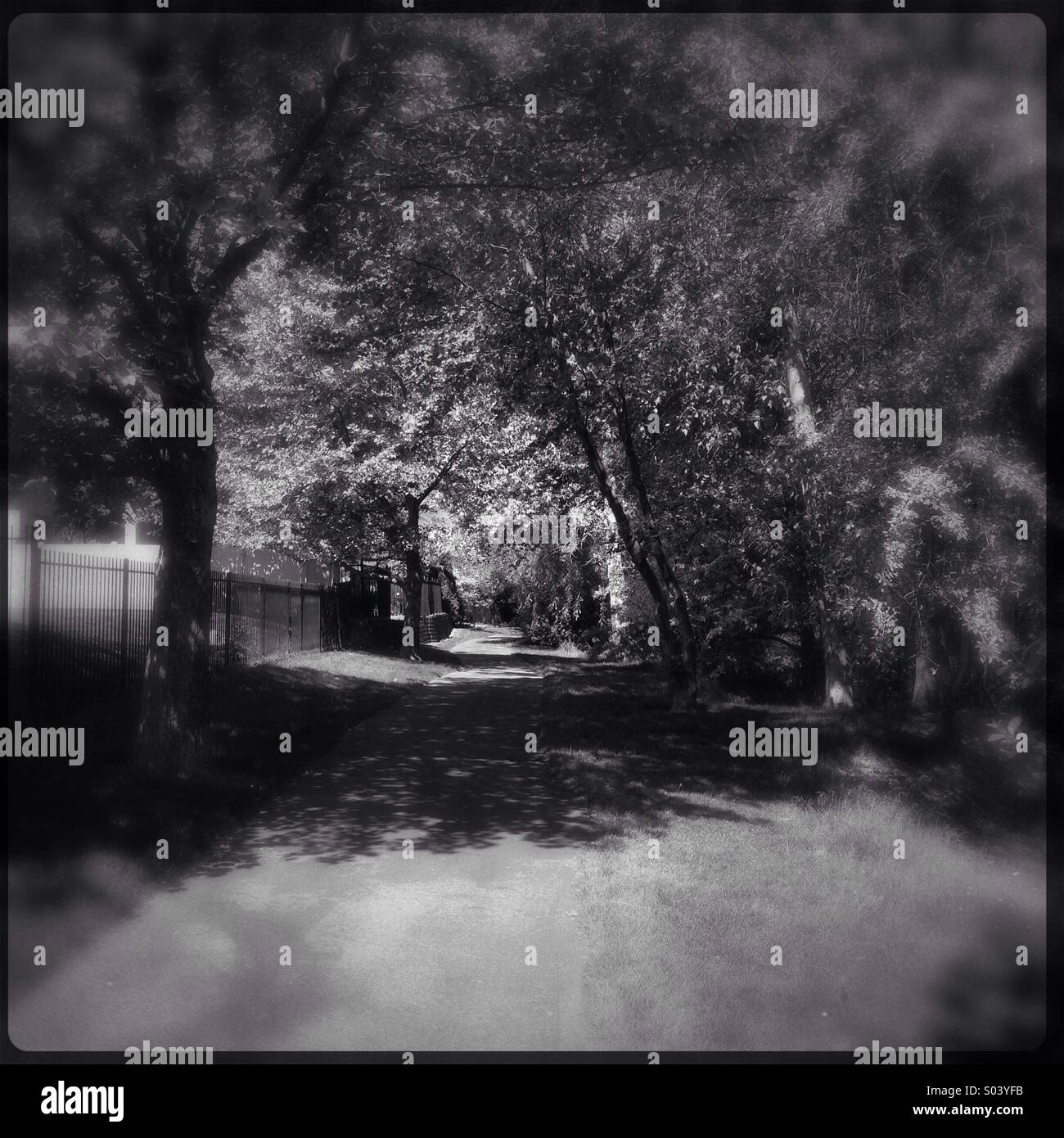 Path through trees hi-res stock photography and images - Alamy