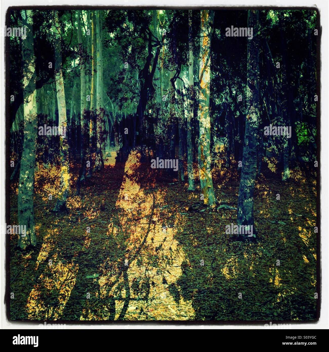 The California Woods Stock Photo - Alamy