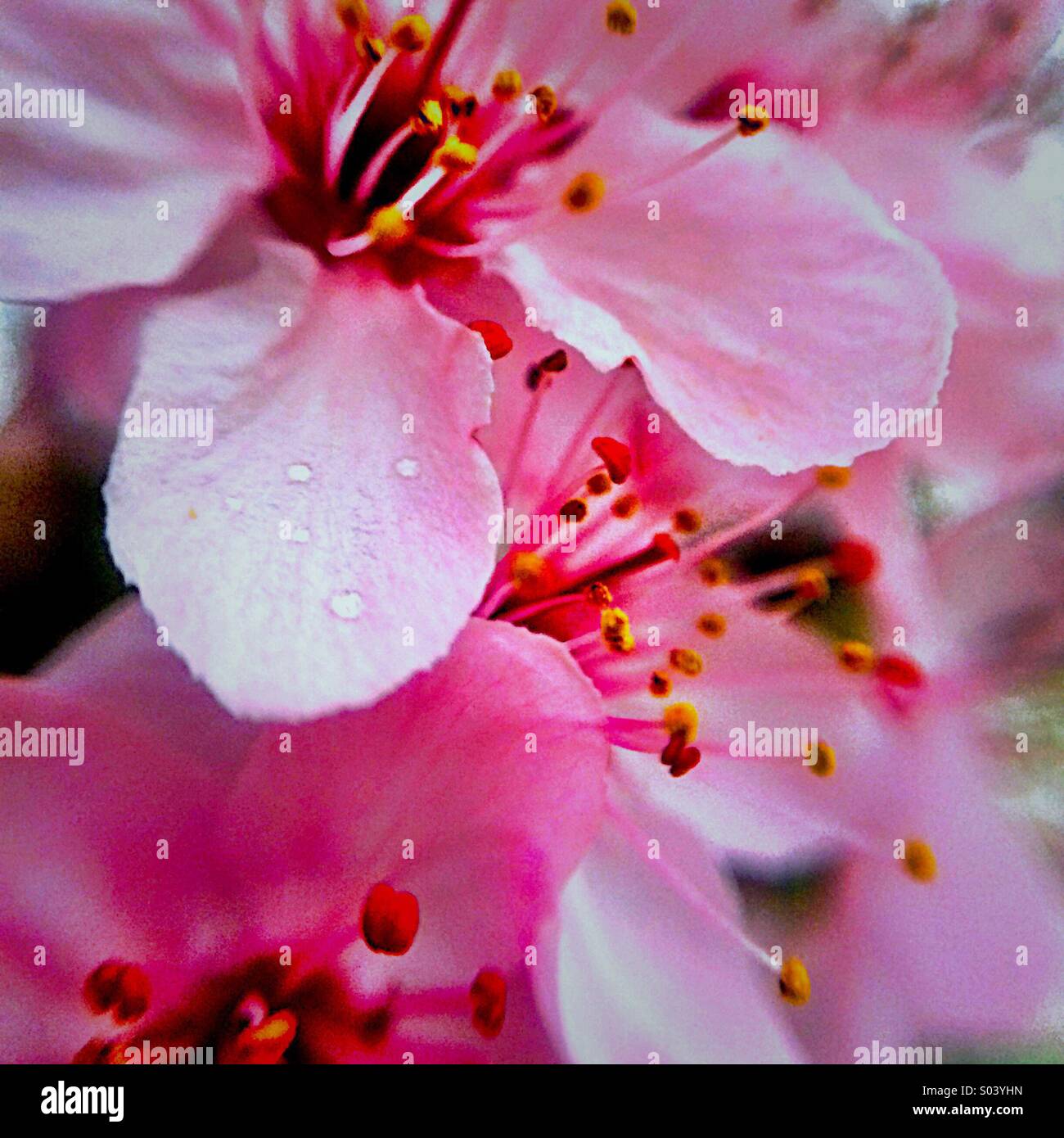 Spring flowers in the Pacific Northwest Stock Photo - Alamy