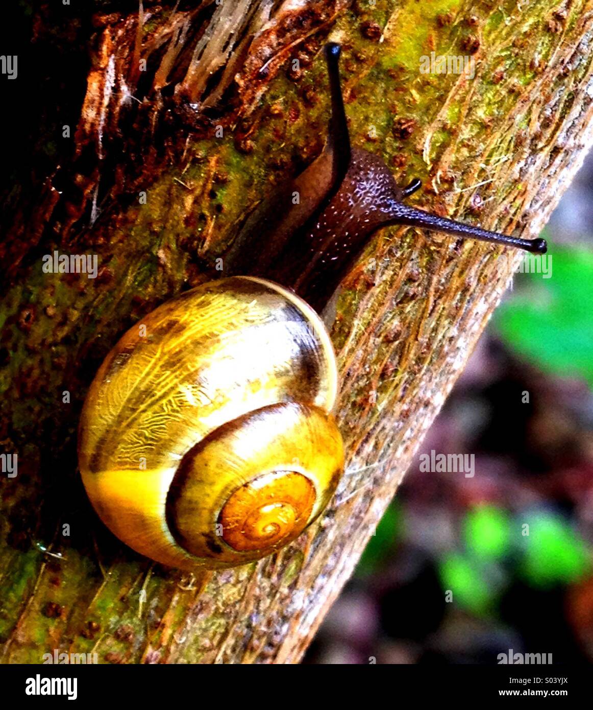 Tree bark snail hi-res stock photography and images - Alamy