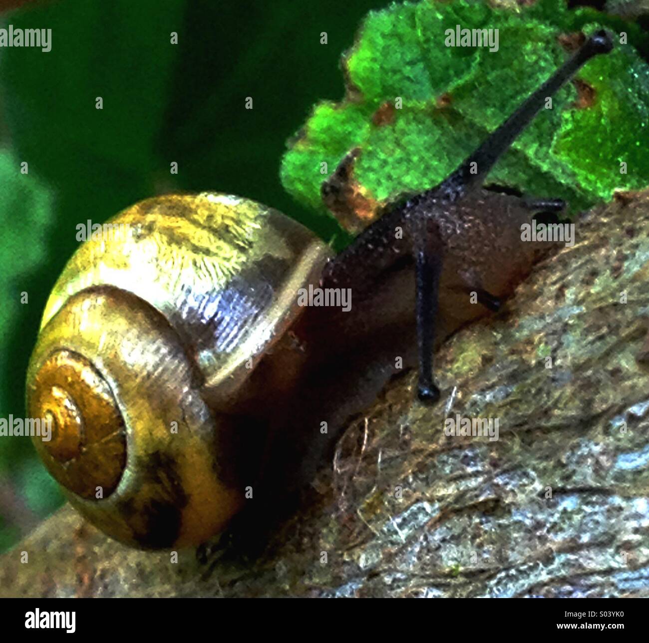 Snail on Tree Stock Photo - Alamy