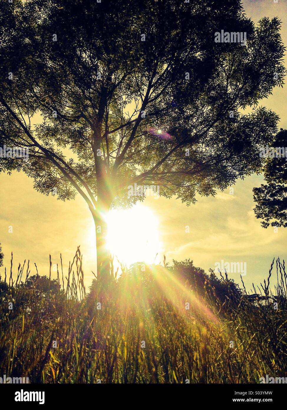 Sunshine through grass hi-res stock photography and images - Alamy