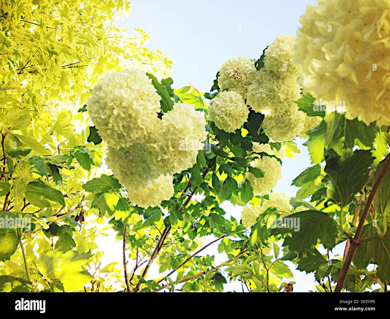 Blossom on tree Stock Photo - Alamy
