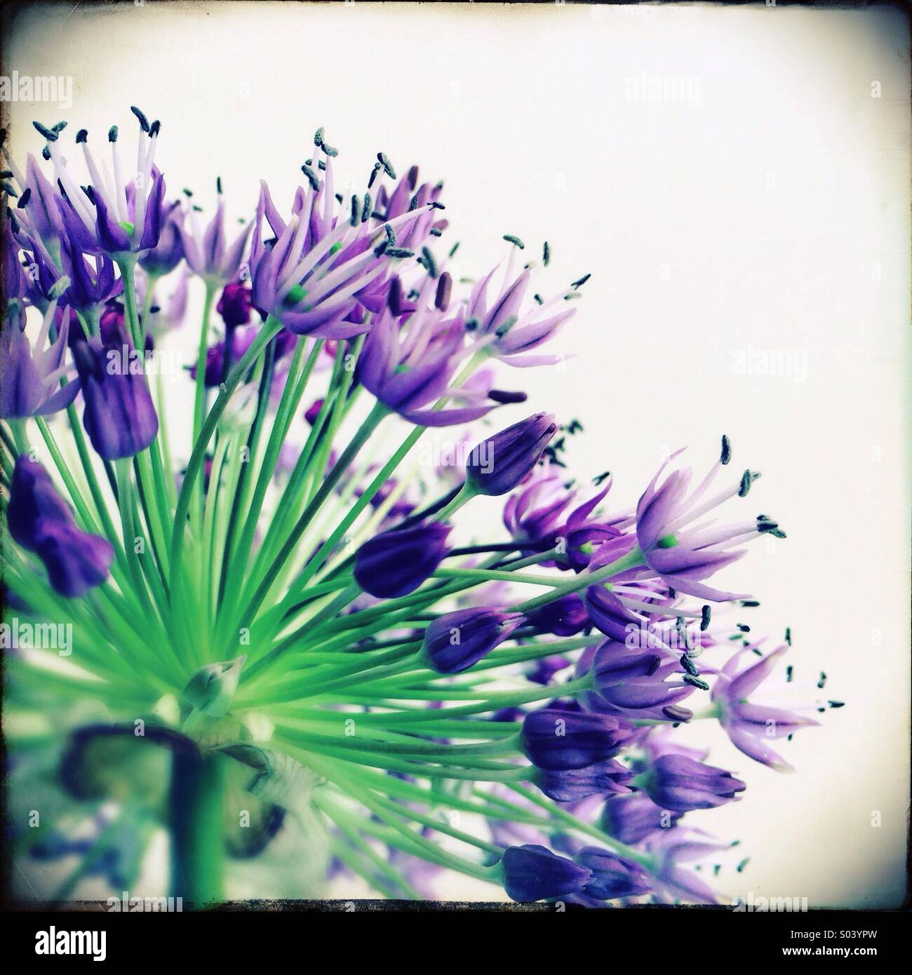 Quartered purple alium Stock Photo - Alamy