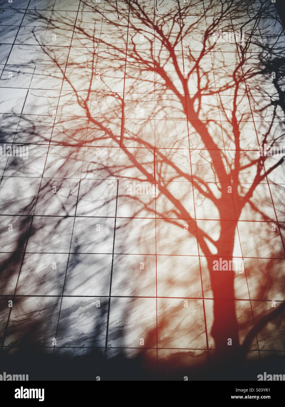 Tree shadows on wall hi-res stock photography and images - Alamy