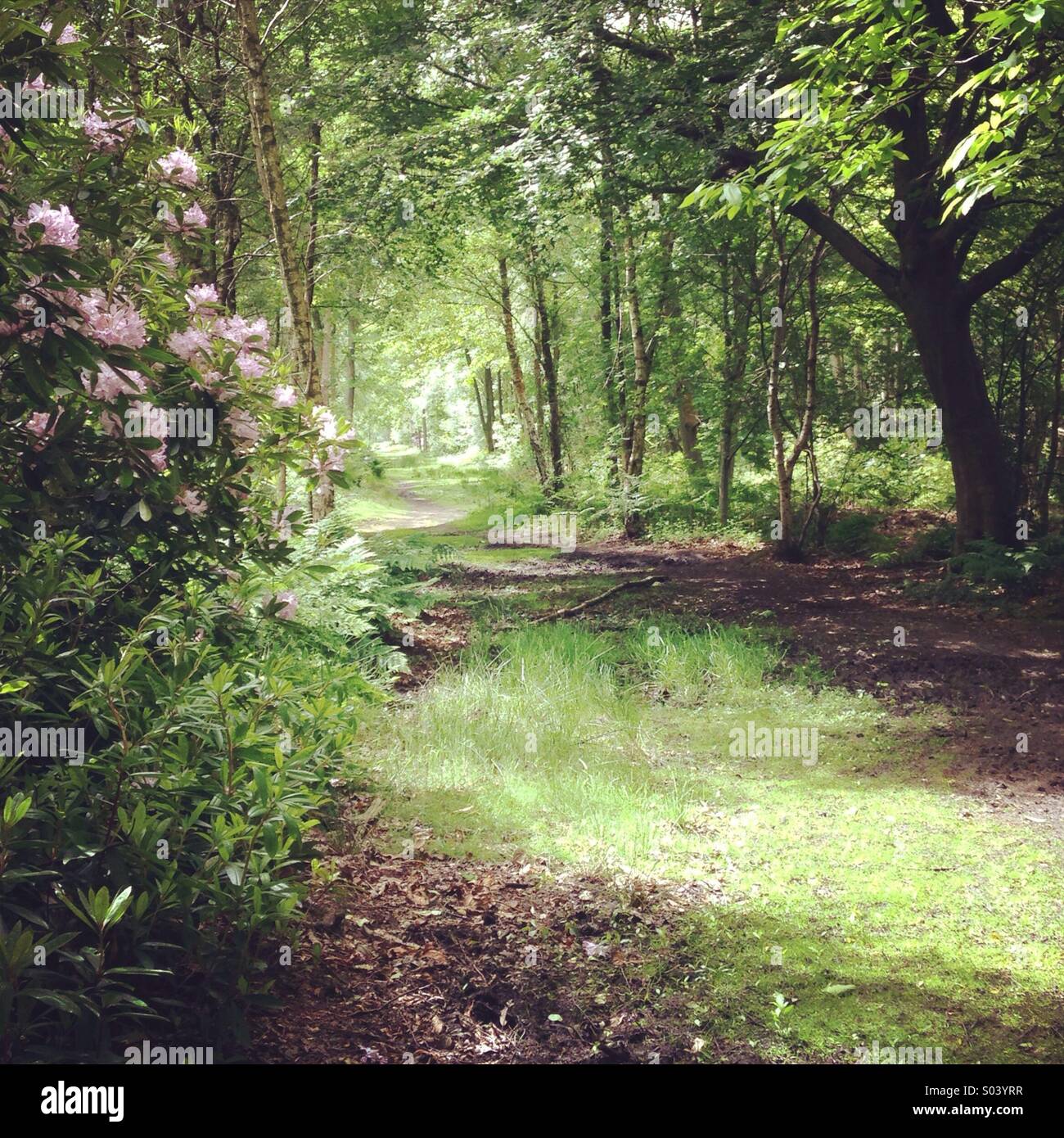 Hascombe Surrey. Forest walks Stock Photo - Alamy