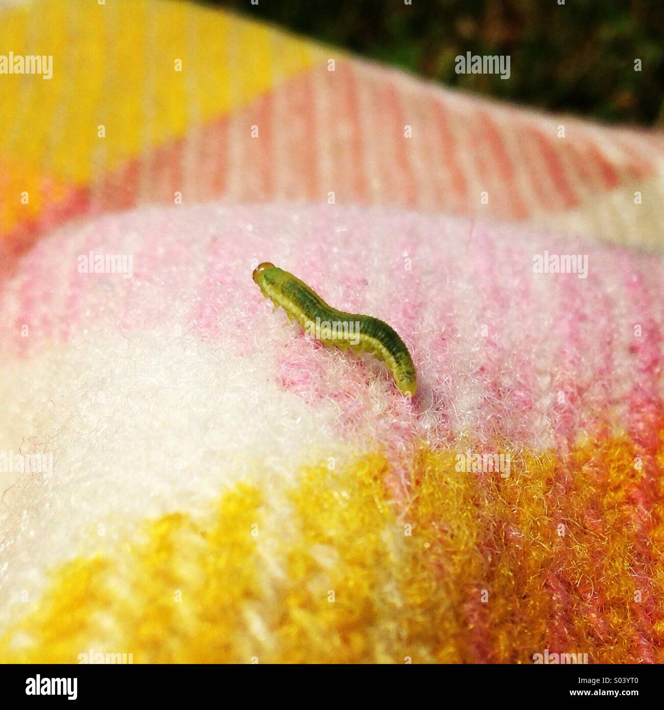 Caterpiller hi-res stock photography and images - Alamy